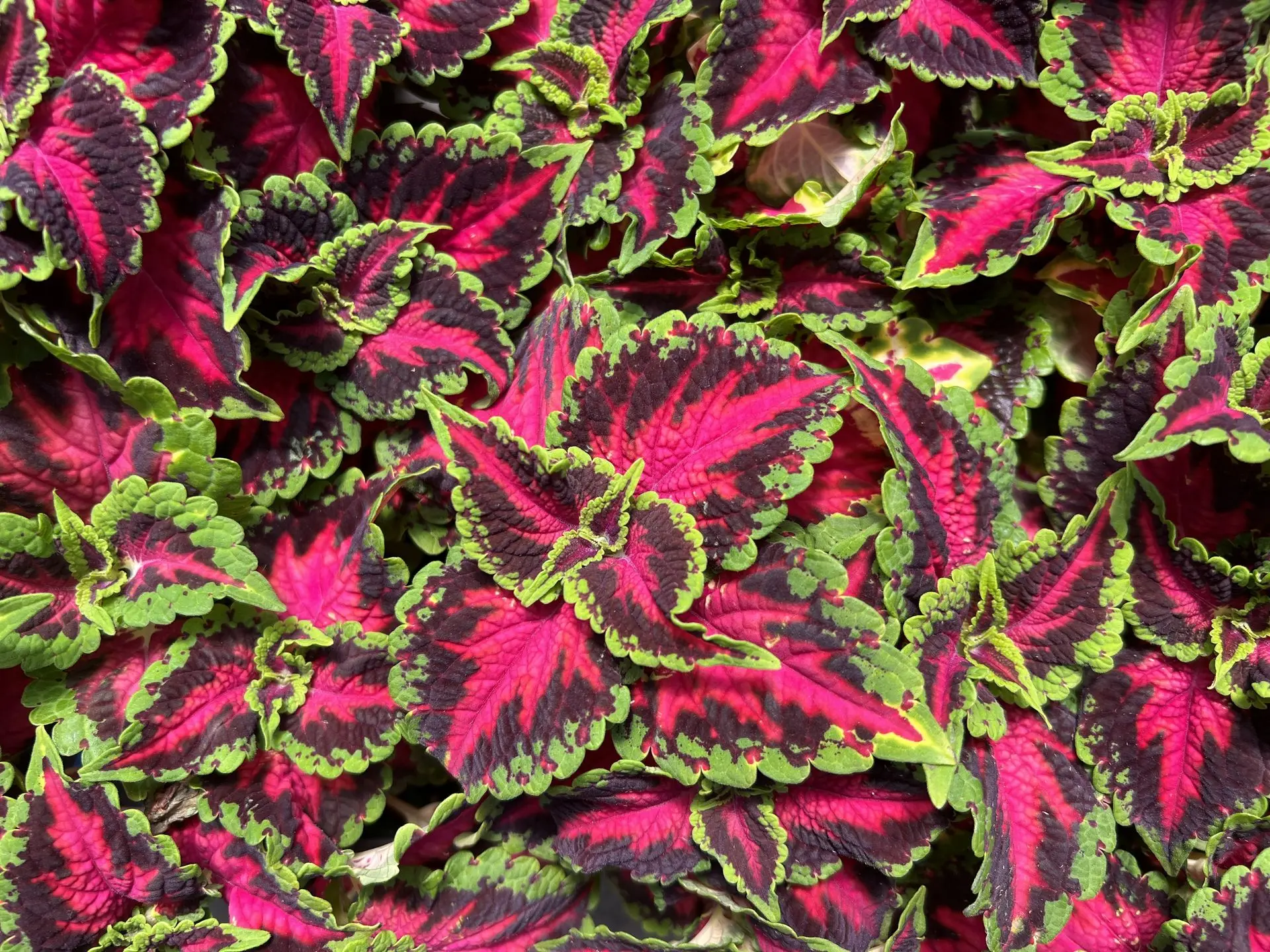 Annual Porch Pot Workshop | Breezy Hill Nursery